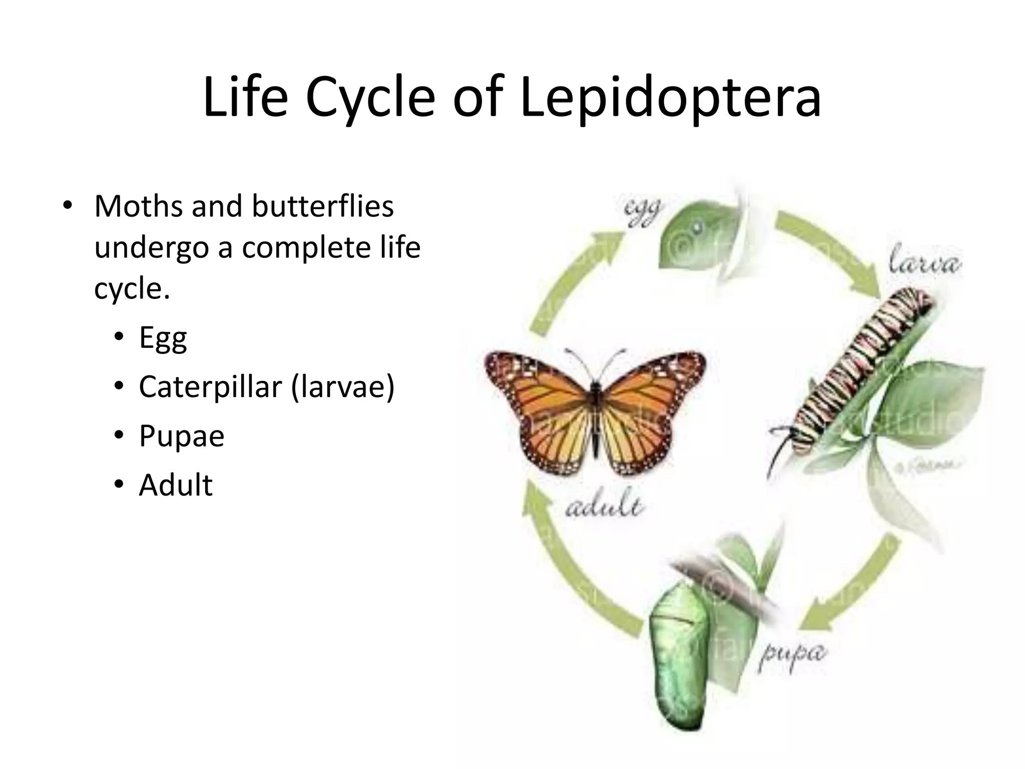 Lepidoptera | PPTX