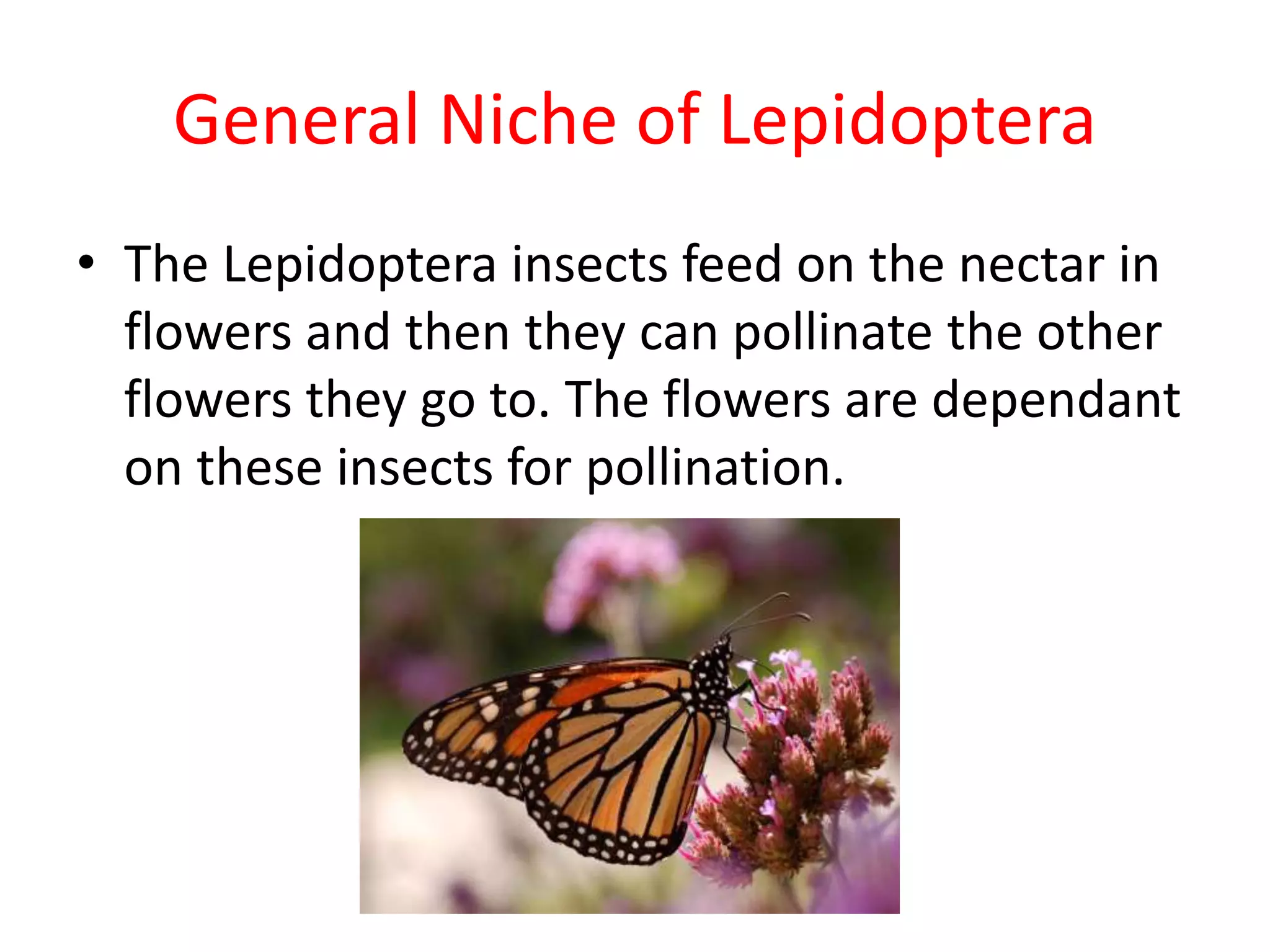 Lepidoptera | PPTX