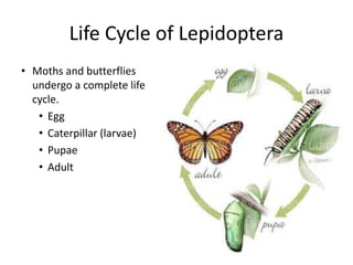 Lepidoptera | PPTX