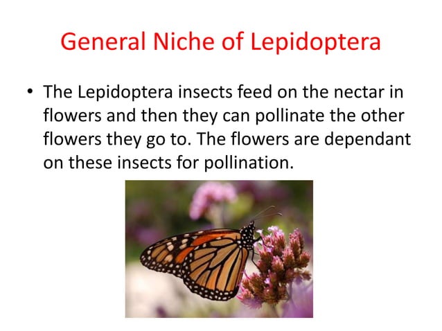 Lepidoptera | PPTX