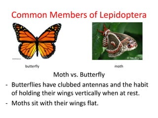 Lepidoptera | PPTX
