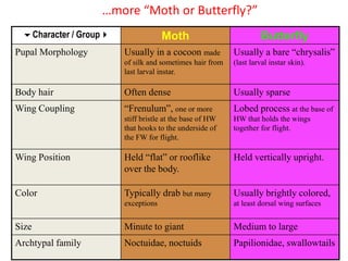 Lepidoptera | PPTX