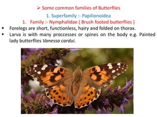Lepidoptera | PPTX