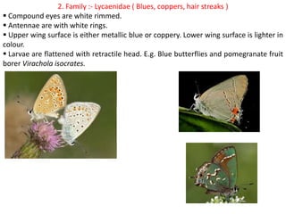 Lepidoptera | PPTX