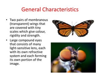 Lepidoptera | PPTX