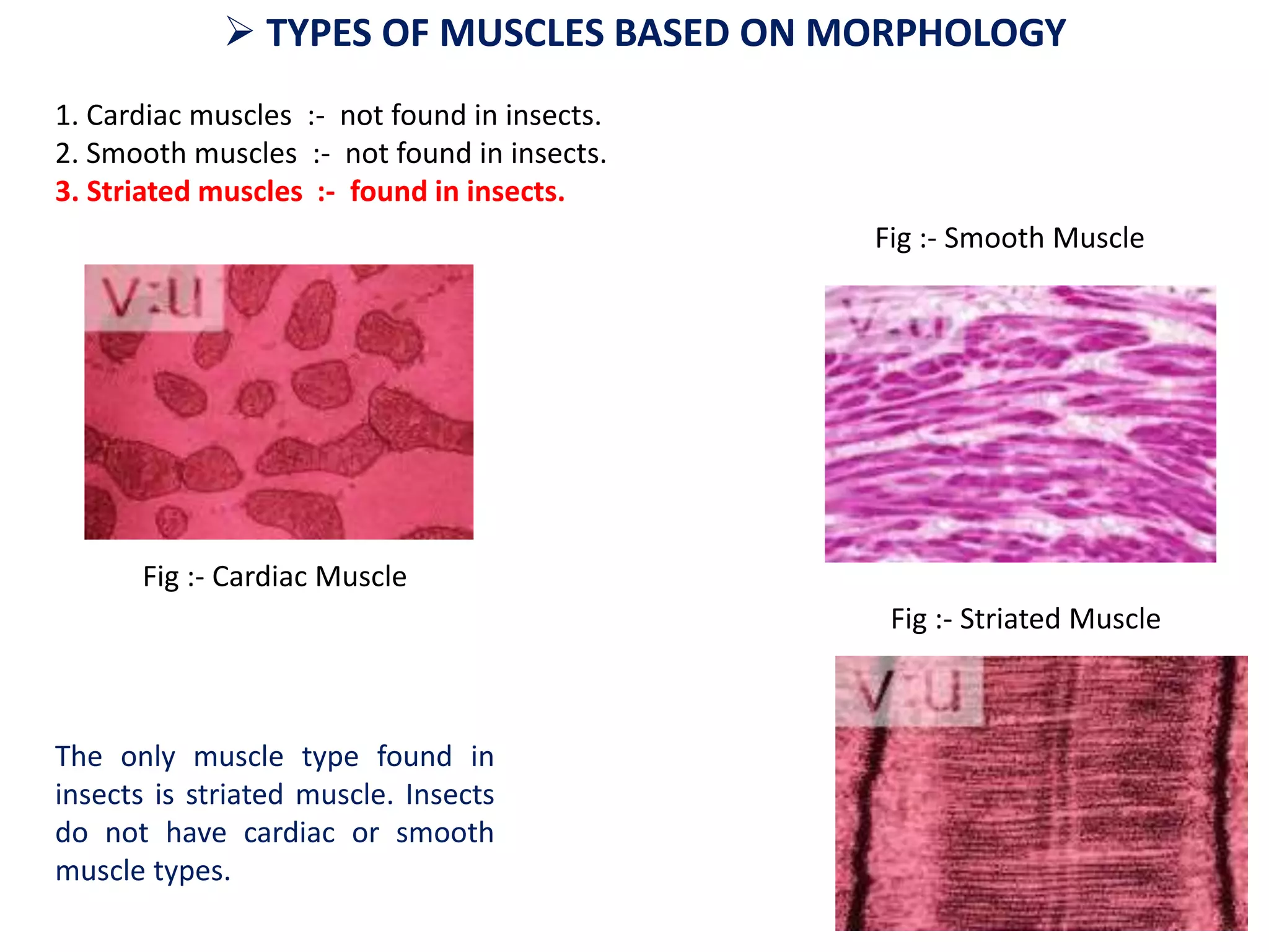 muscular system | PDF