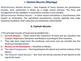 muscular system | PDF