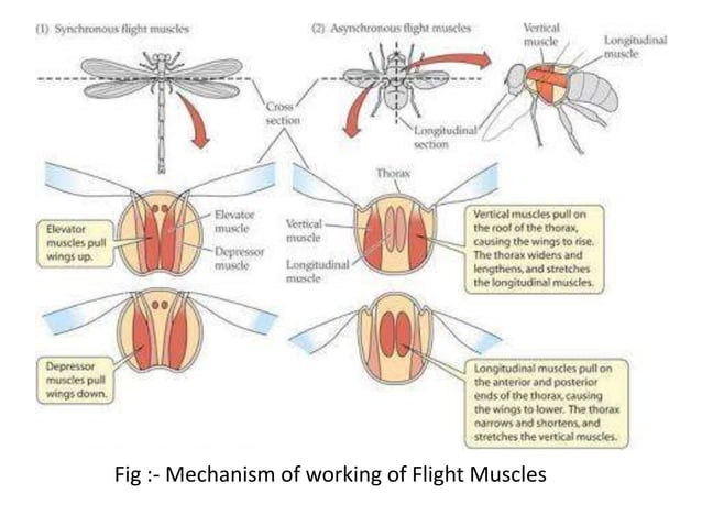 muscular system | PDF
