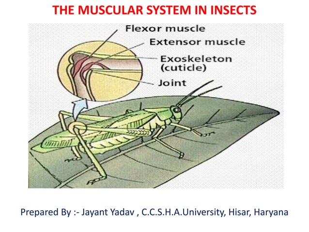 Muscular system in insects | PPTX | Biological Sciences | Science