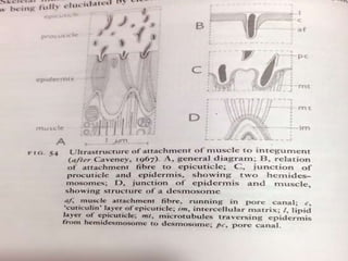 Muscular system in insects | PPTX