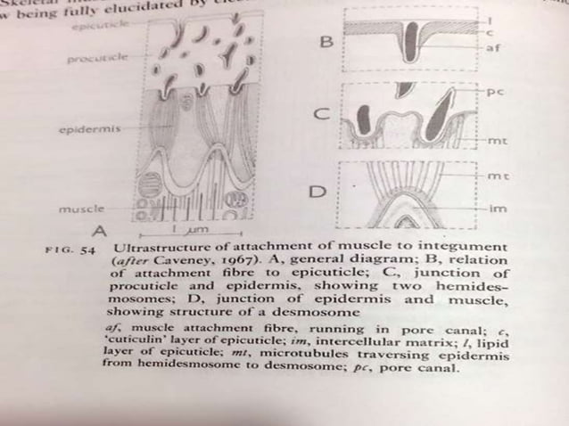 Muscular system in insects | PPTX | Biological Sciences | Science