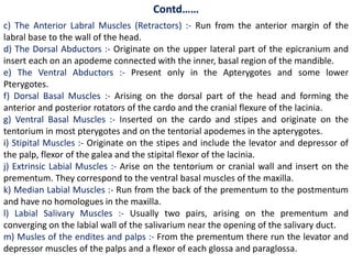 Muscular system in insects | PPTX