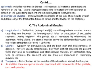 Muscular system in insects | PPTX