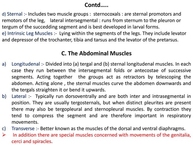 Muscular system in insects | PPTX | Biological Sciences | Science
