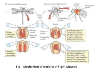Muscular system in insects | PPTX