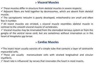 Muscular system in insects | PPTX