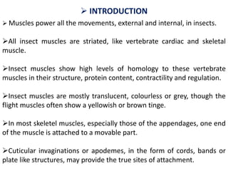 Muscular system in insects | PPTX