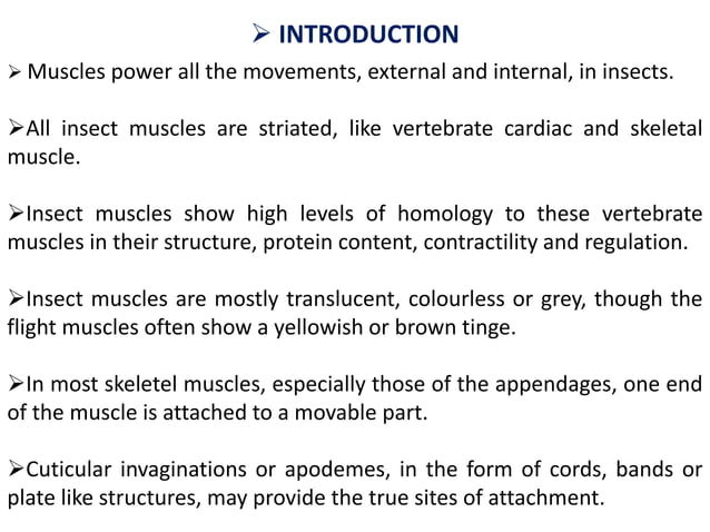 Muscular system in insects | PPTX | Biological Sciences | Science