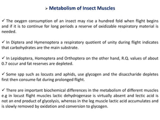 Muscular system in insects | PPTX