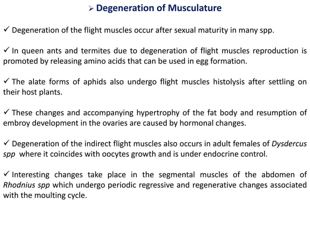 Muscular system in insects | PPTX | Biological Sciences | Science