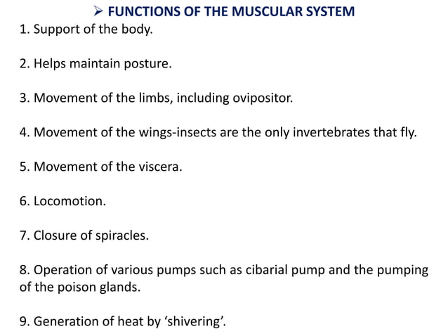 Muscular system in insects | PPTX | Biological Sciences | Science