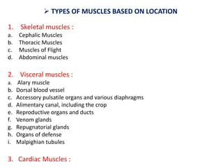 Muscular system in insects | PPTX