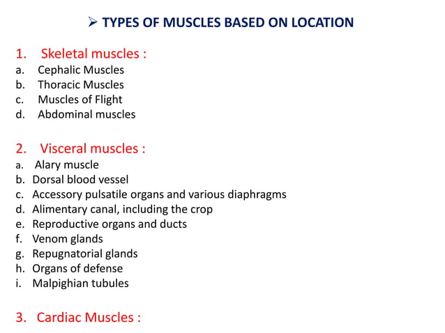 Muscular system in insects | PPTX | Biological Sciences | Science