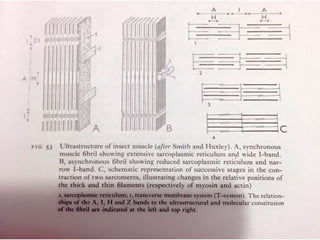 Muscular system in insects | PPTX