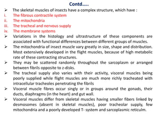 Muscular system in insects | PPTX