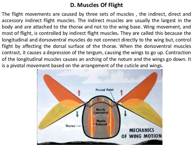Muscular system in insects