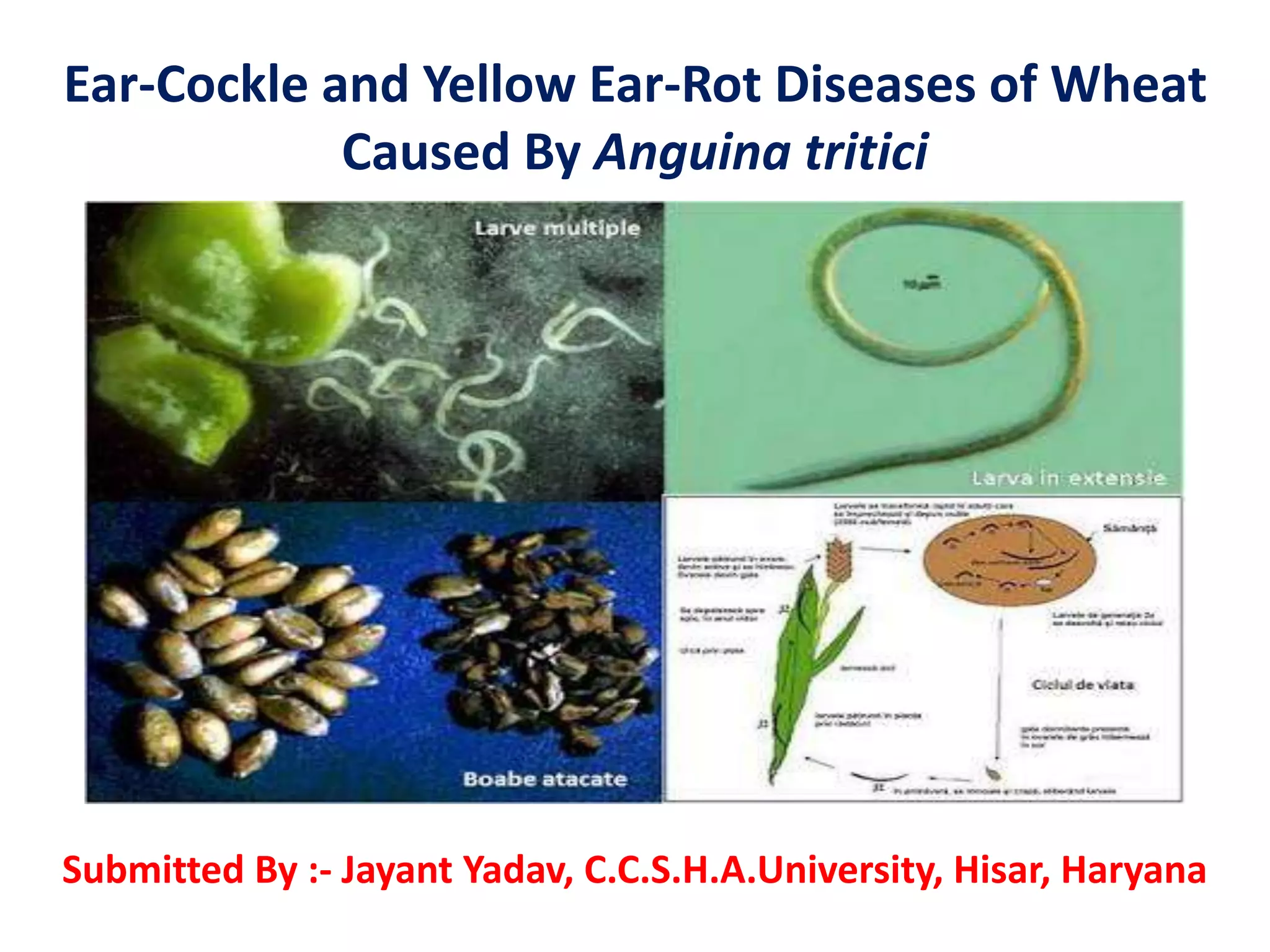 Ear cockle and yellow ear rot diseases of wheat | PPTX
