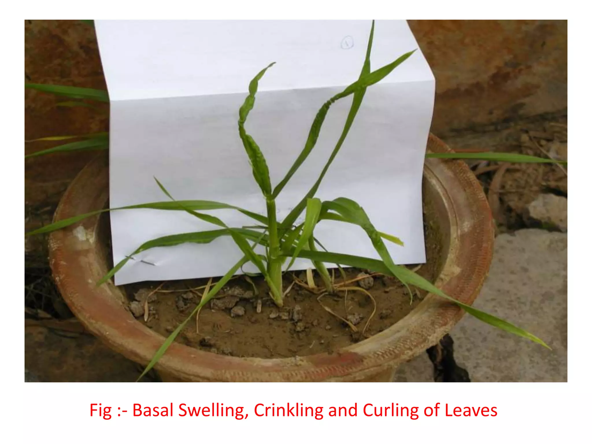Ear cockle and yellow ear rot diseases of wheat | PPTX