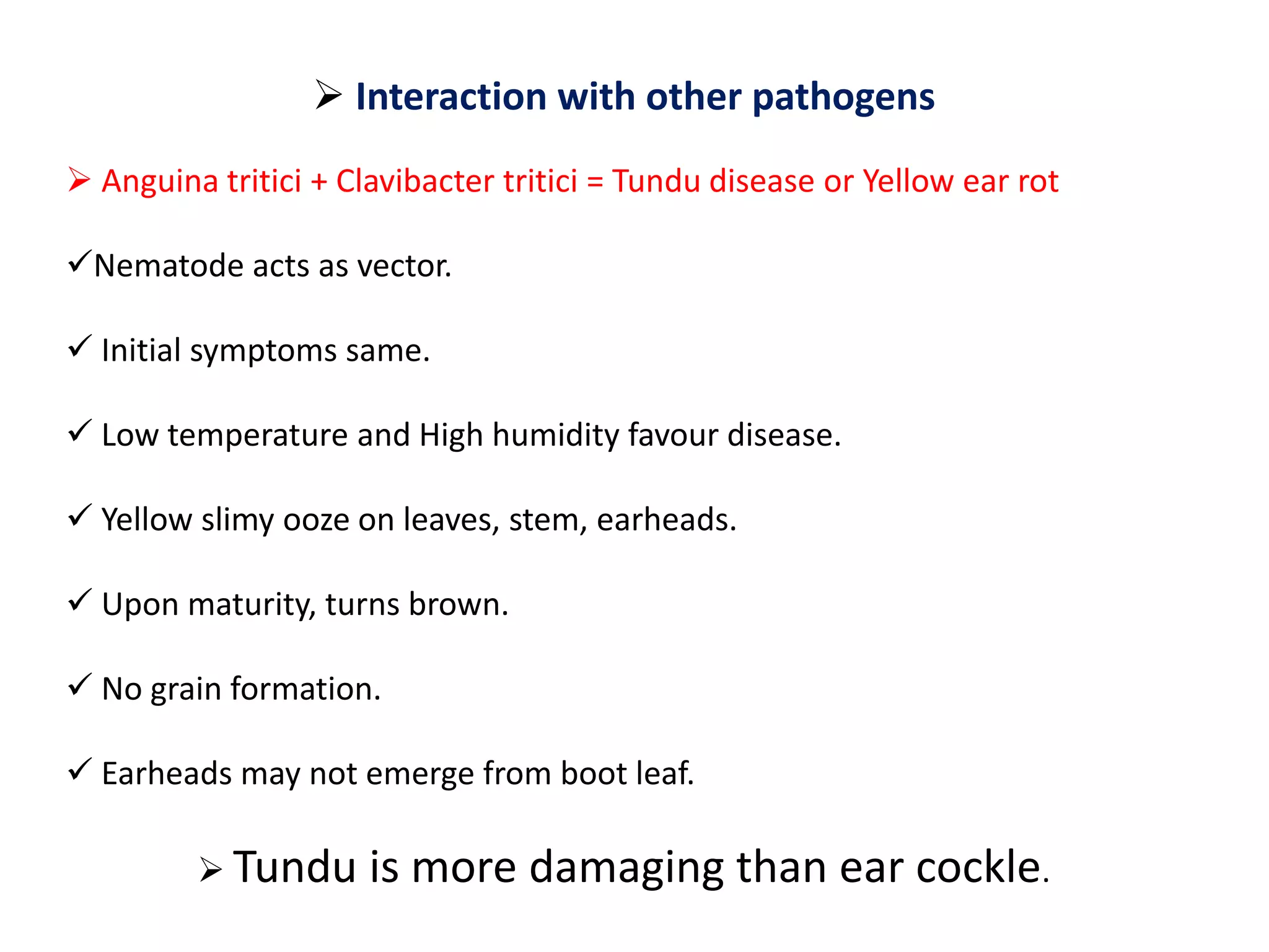 Ear cockle and yellow ear rot diseases of wheat | PPTX