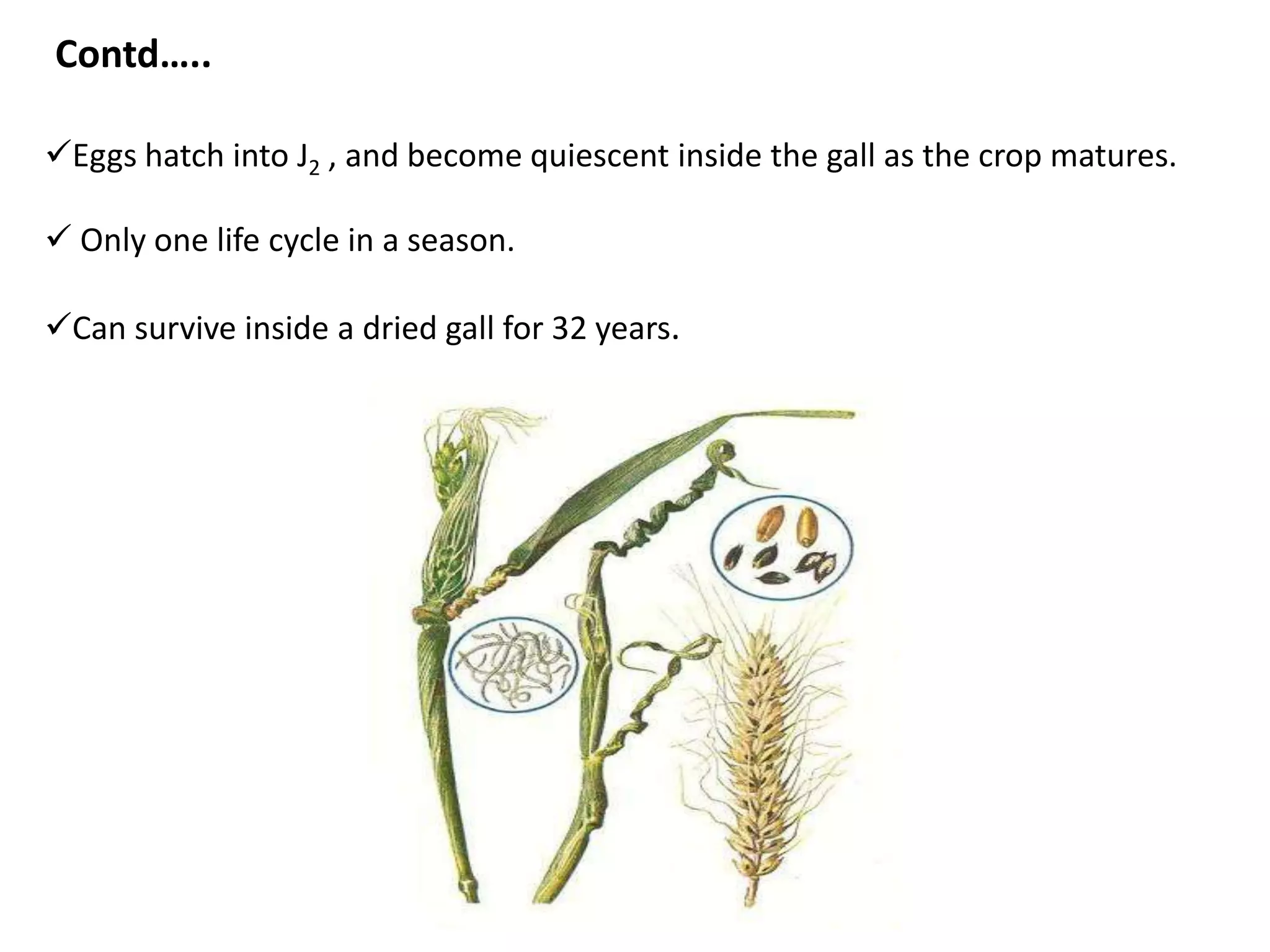 Ear cockle and yellow ear rot diseases of wheat | PPTX