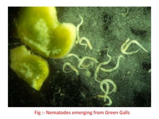 Ear cockle and yellow ear rot diseases of wheat | PPTX