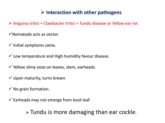 Ear cockle and yellow ear rot diseases of wheat | PPTX | Gardening ...