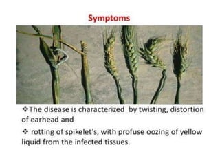 Ear cockle and yellow ear rot diseases of wheat | PPTX