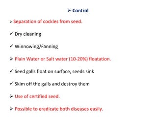 Ear cockle and yellow ear rot diseases of wheat | PPTX