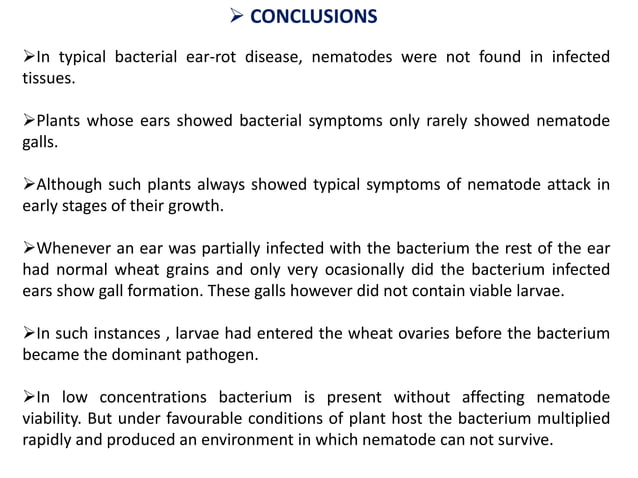 Ear cockle and yellow ear rot diseases of wheat | PPTX | Gardening ...
