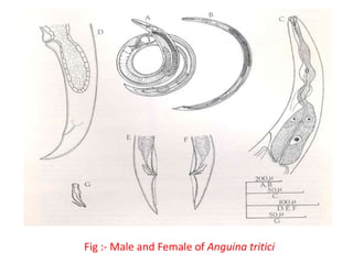 Ear cockle and yellow ear rot diseases of wheat | PPTX