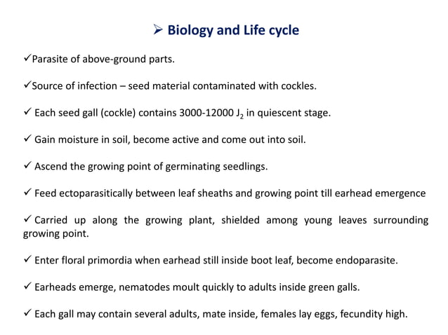 Ear cockle and yellow ear rot diseases of wheat | PPTX | Gardening ...