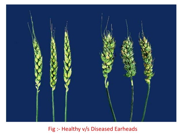 Ear cockle and yellow ear rot diseases of wheat | PPT