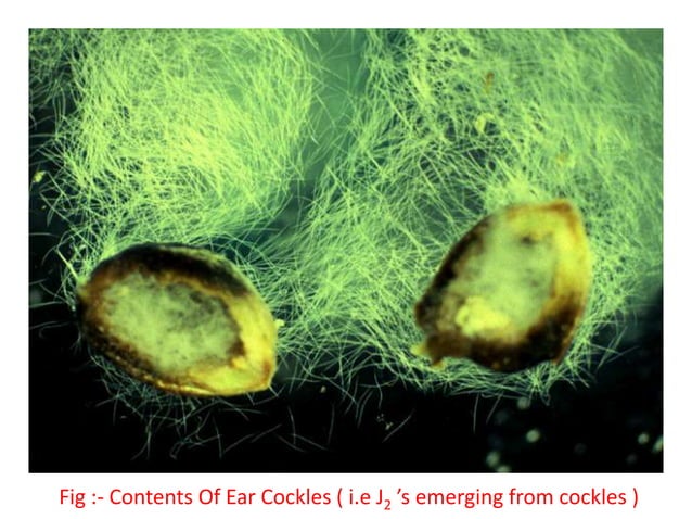 Ear cockle and yellow ear rot diseases of wheat | PPT