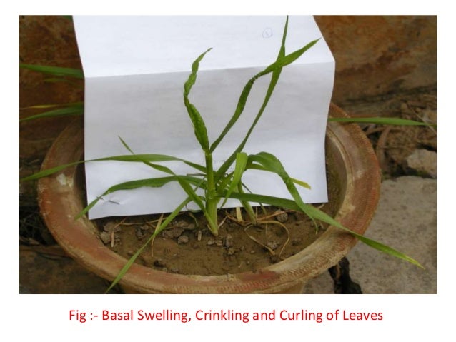 Ear cockle and yellow ear rot diseases of wheat