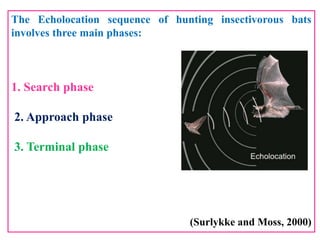 Sound Strategies: the 65-million-year-old battle between Bats and ...
