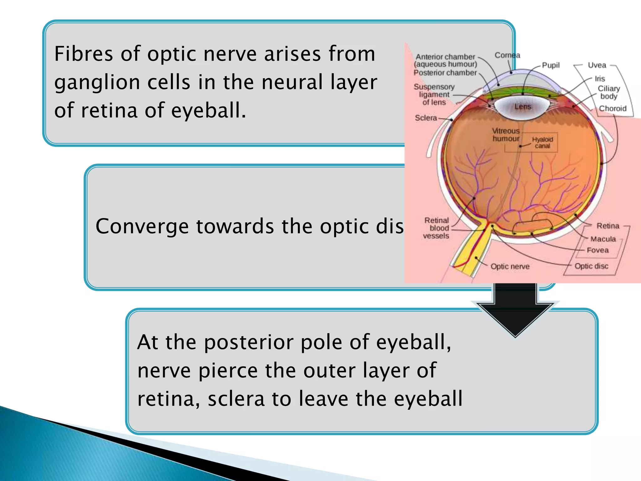 Optic nerve | PPTX