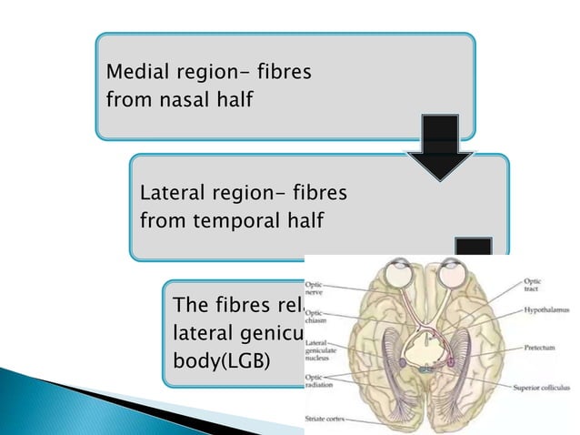 Optic nerve | PPT