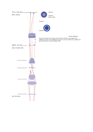 Phase contrast Microscopy | DOCX
