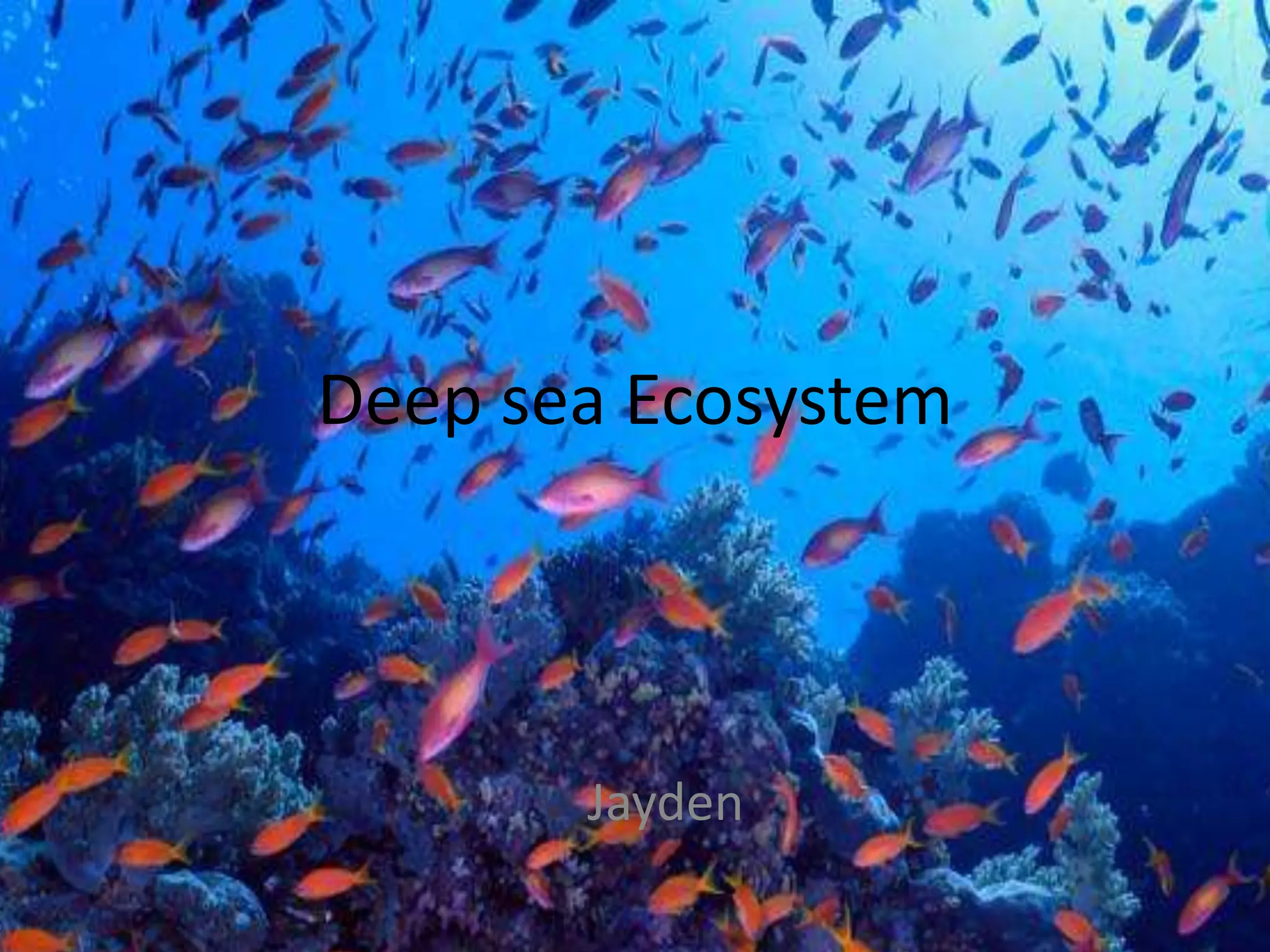 Jayden deep sea ecosystem | PPTX