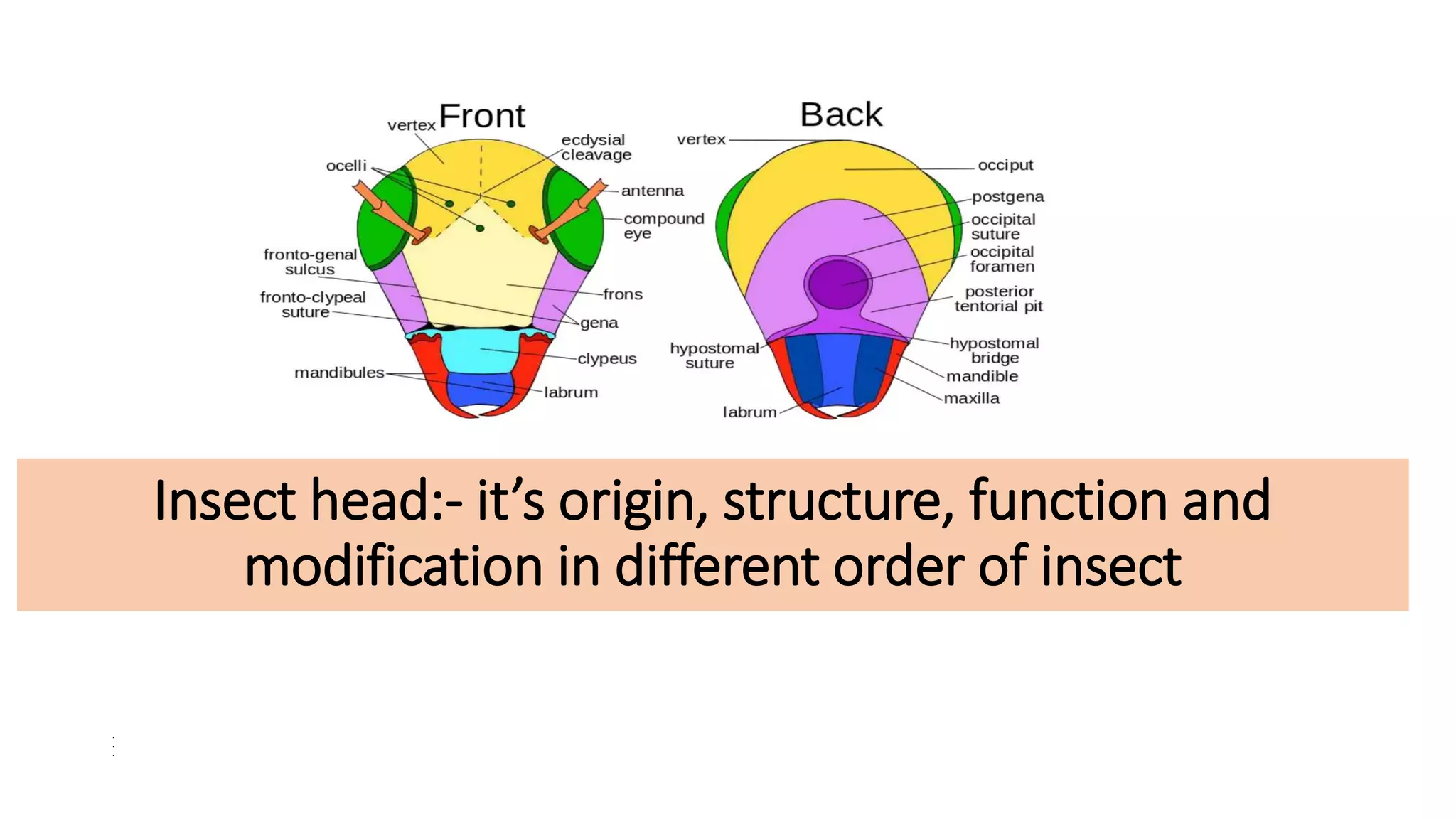 Insect head:- it’s origin, structure, function and modification in ...